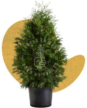 Cèdres en gros | Vente et installation de haies de cèdres – Cèdres en ...